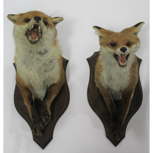 TWO HALF MOUNT FOXES ON SHIELDS - PHIL LEGGETT two half mount Foxes, on ...
