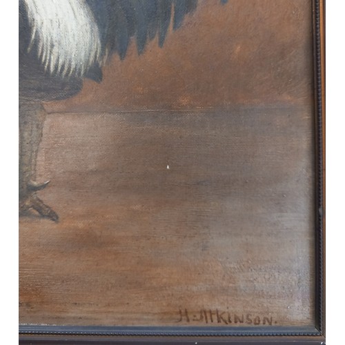 Herbert Atkinson (British c1863-1936), Portrait of a fighting cock, Oil ...