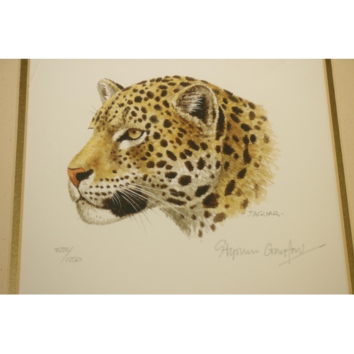STEPHEN GAYFORD SIGNED PRINT OF PAIR OF JAGUARS