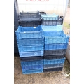 LARGE QTY OF MUSHROOM CRATES