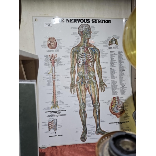 Laminated poster of the human nervous system
