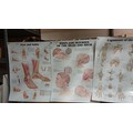 anatomical charts illustrating different parts of the human body and ...