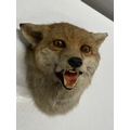 A taxidermy study of a fox head, shipping unavailable