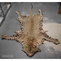 AN ANTIQUE LEOPARD SKIN TAXIDERMY RUG. 245 cm x 148cm.