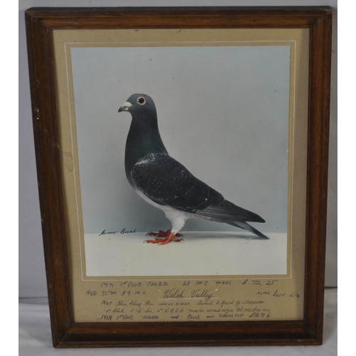 FRAMED PICTURE ON BOARD OF RACING PIGEON 'WELSH VALLEY' BY ANTHONY BOLTON