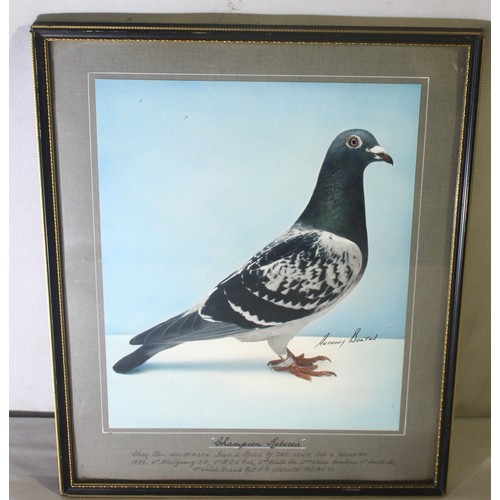 FRAMED AND SIGNED PHOTOGRAPH OF THE RACING PIGEON CHAMPION REBECCA BY ...