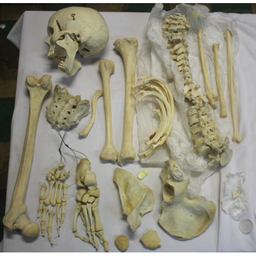 ADAM, ROUILLY HUMAN OSTEOLOGY "HALF BONE" SKELETON SET - BOXED