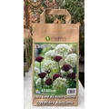 LONGFIELD GARDENS BULBS - X40 ALLIUM - NEW / D27