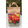 LONGFIELD GARDENS BULBS - X50 TULIPA - NEW / D29