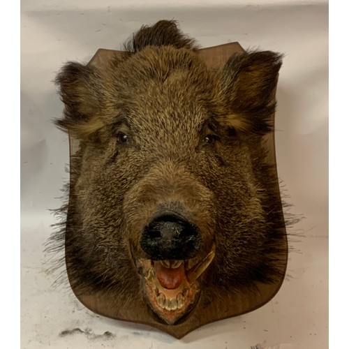 Taxidermy Wild Boar Head And Neck Mount.