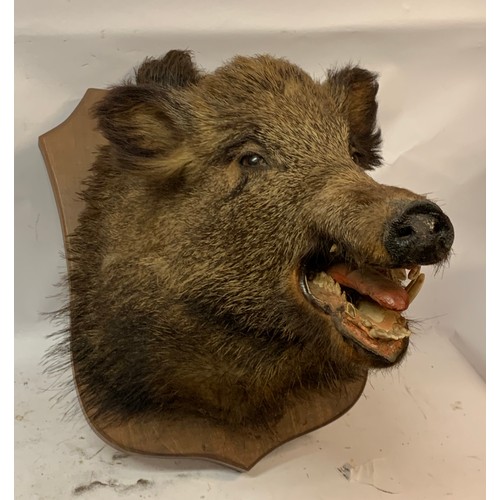 Taxidermy Wild Boar Head And Neck Mount.