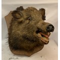 Taxidermy Wild Boar Head And Neck Mount.