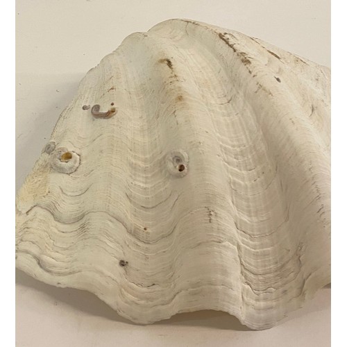 Large Vintage Half Clam Shell 28cm x 18cm x 10cm