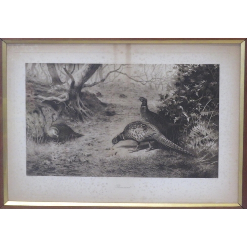 Archibald Thorburn set of four bird prints - 'geese', 'ryper ...