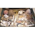 A box of shells