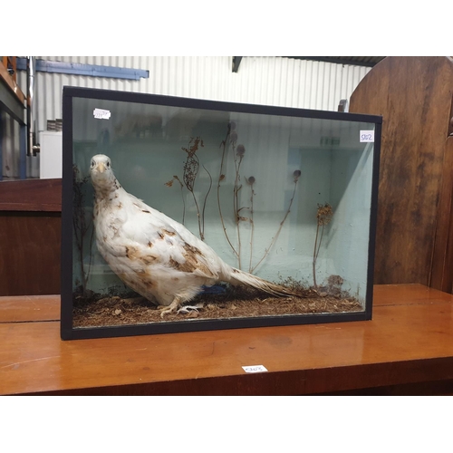 Taxidermy White Pheasant in Display Case.
