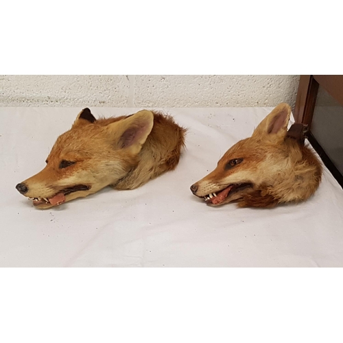 Two Taxidermy Fox Heads.