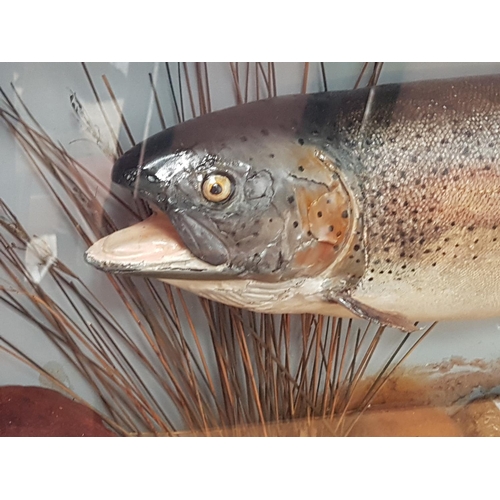 Cased Taxidermy of Sewin Fish.