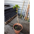 Sapling Horse Chestnut Tree in Pot.