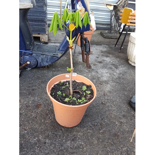 Sapling Horse Chestnut Tree in Pot.