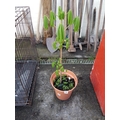 Sapling Horse Chestnut Tree in Pot.