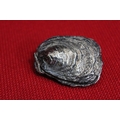 A white meal oyster shell pill box, 5cm
