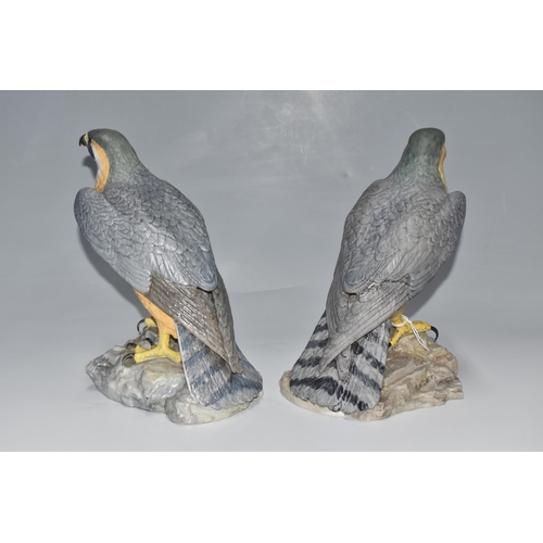 TWO ROYAL CROWN DERBY FALCON FIGURES, each modelled standing on a rock ...