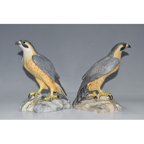 TWO ROYAL CROWN DERBY FALCON FIGURES, each modelled standing on a rock ...
