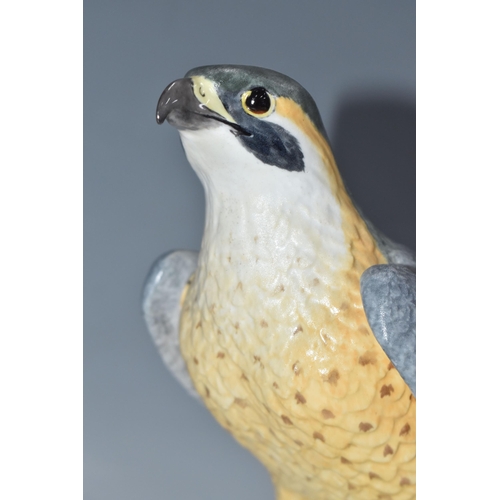 TWO ROYAL CROWN DERBY FALCON FIGURES, each modelled standing on a rock ...