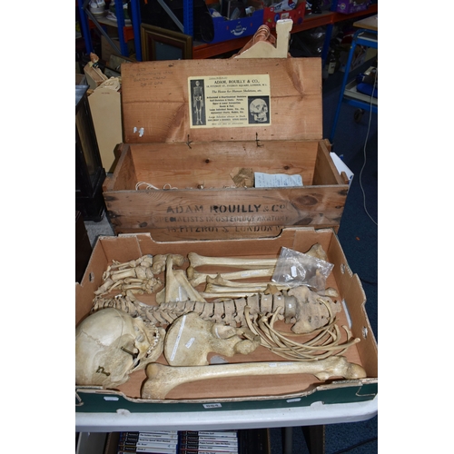 A BOXED ADAM ROUILLY FEMALE HALF SKELETON, including full skull and ...