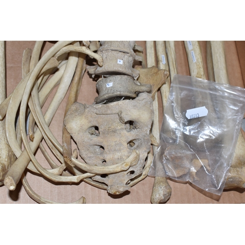A BOXED ADAM ROUILLY FEMALE HALF SKELETON, including full skull and ...