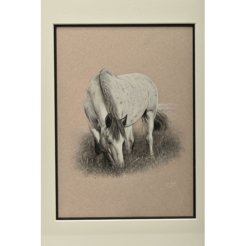 DARREN BAKER (BRITISH 1976) 'GRAZING', a study of a white horse grazing ...