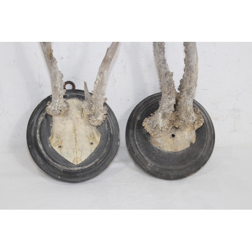 TWO MOUNTED SETS OF HORNS 22 x 12cm