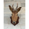 Wall Mounted Deers Head With Hunters Plaque 13” From The Wall