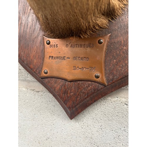 Wall Mounted Deers Head With Hunters Plaque 13” From The Wall
