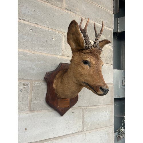 Wall Mounted Deers Head With Hunters Plaque 13” From The Wall