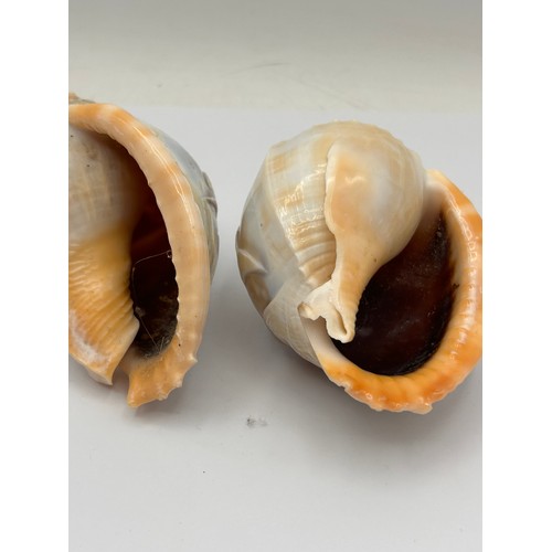 Pair Of Elaborately Carved Shells.