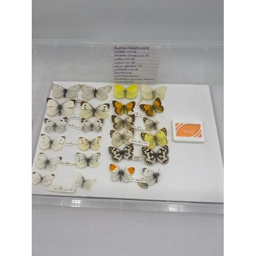 A Collection of Entomological Butterfly Specimens Including Pieridae ...