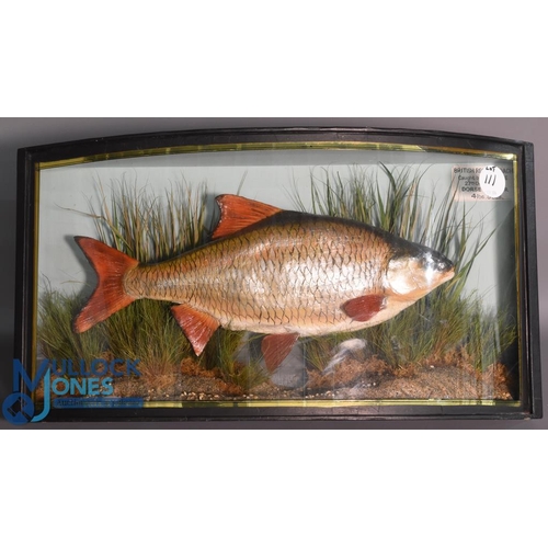 Cased Fish - by Barry Williams - replica British Record Roach - fish ...
