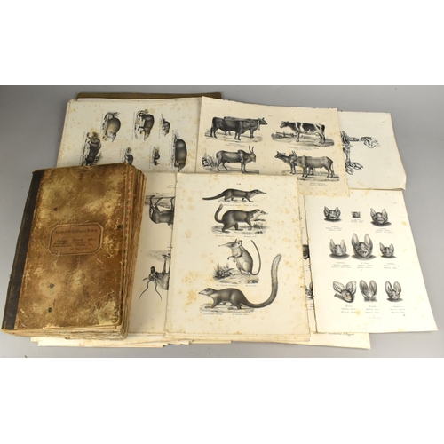 A Quantity of 19th Century Pages of Lithograph Illustrations from ...