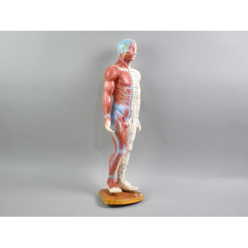 A Two Sided Anatomical and Acupuncture Body Model Displaying Muscles ...