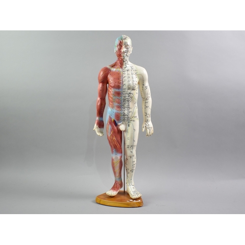 A Two Sided Anatomical and Acupuncture Body Model Displaying Muscles ...