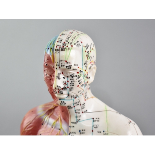 A Two Sided Anatomical and Acupuncture Body Model Displaying Muscles ...