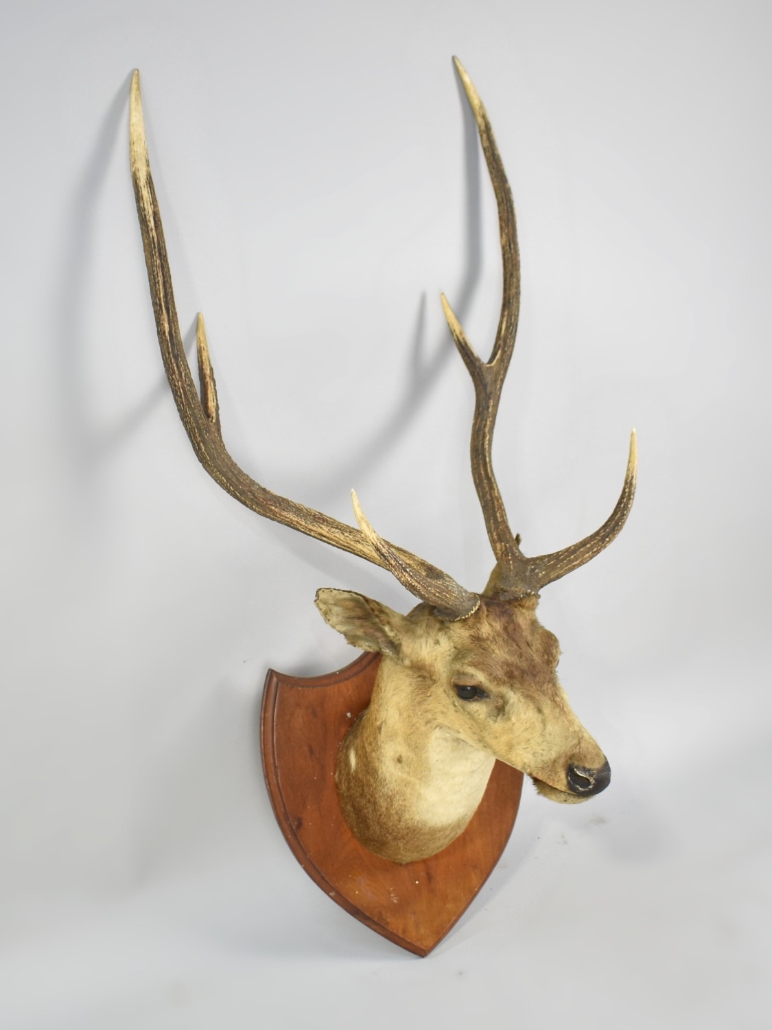 A Taxidermy Trophy Red Deer on Mahogany Shield Mount, Three Point Antlers