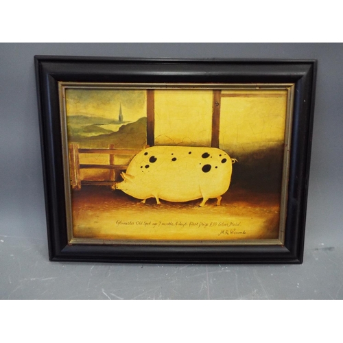 Gloucester old spot pig picture by martin wiscombe 64/150.