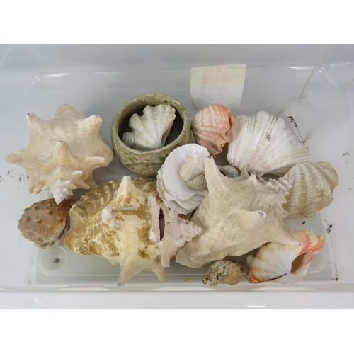 Good selection of various large and small sea shells.