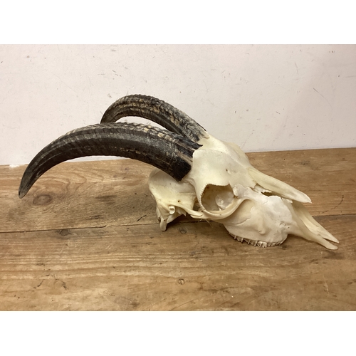 Goats Skull Complete with Horns Length 38 cm