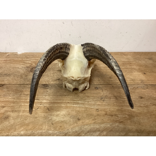 Goats Skull Complete with Horns Length 38 cm