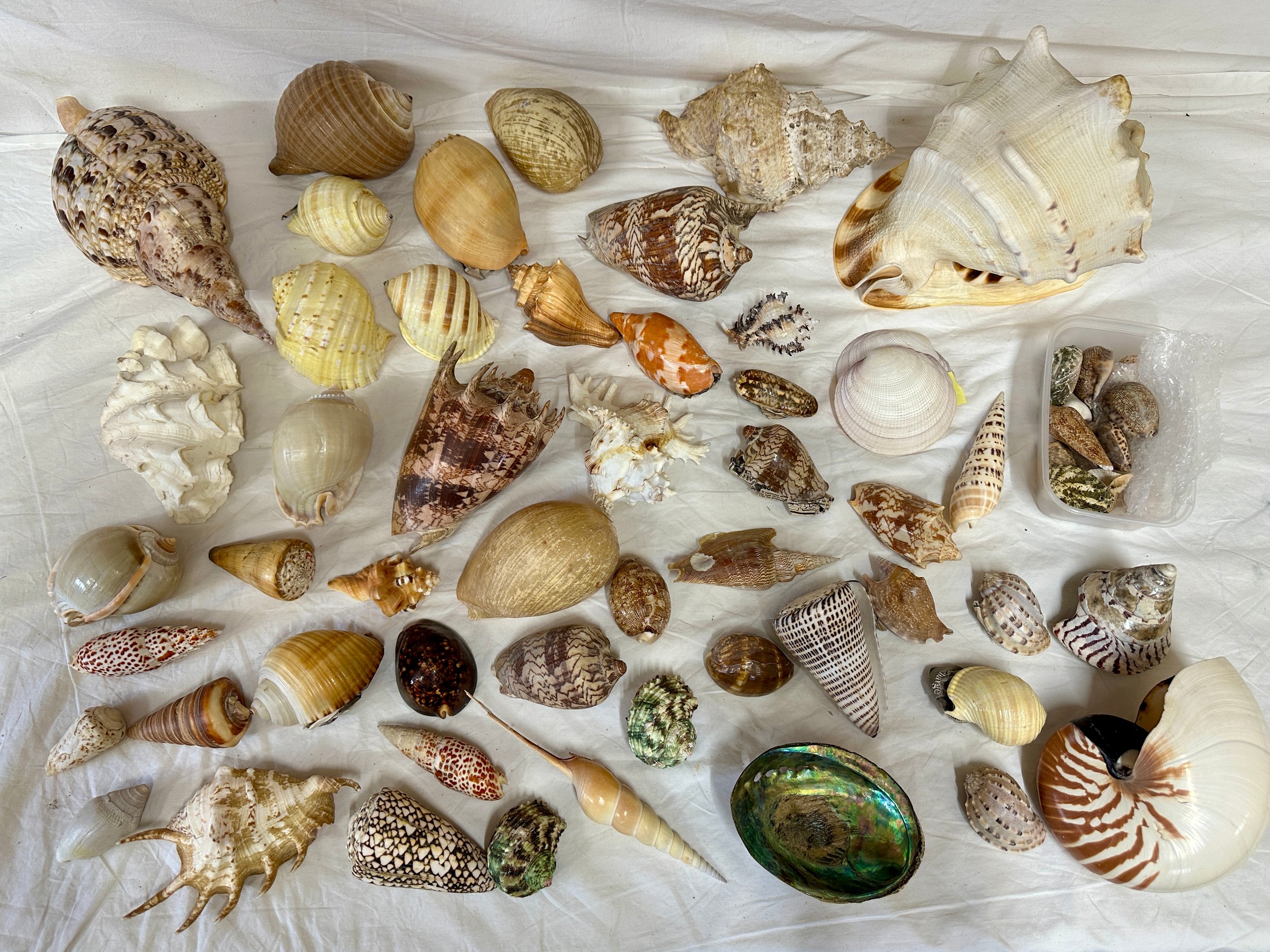 Large quantity of tropical shells from Oman, Northern Indian Ocean and ...