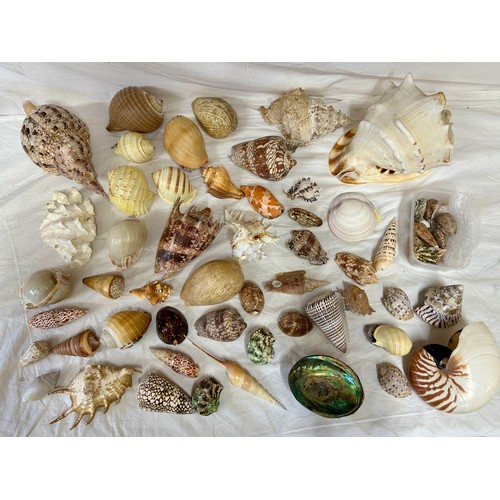 Large quantity of tropical shells from Oman, Northern Indian Ocean and ...